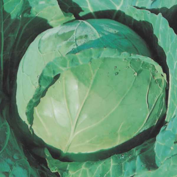 GREEN CHALLENGER Cabbage SEMINIS